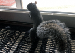 Get rid of Squirrels | Humane Wildlife Control Society