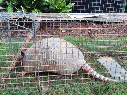Armadillos – Humane Wildlife Control Society