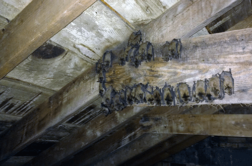 Get rid of bats | Humane Wildlife Control Society