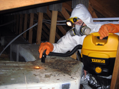 Repair Bat Damage – Humane Wildlife Control Society