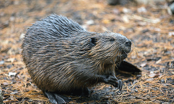 Get rid of beavers – Humane Wildlife Control Society