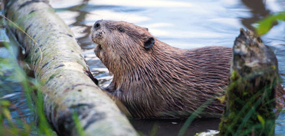 Get rid of beavers – Humane Wildlife Control Society