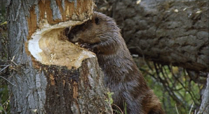 Get rid of beavers – Humane Wildlife Control Society