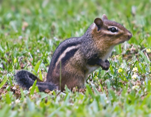 Chipmunks | Humane Wildlife Control Society