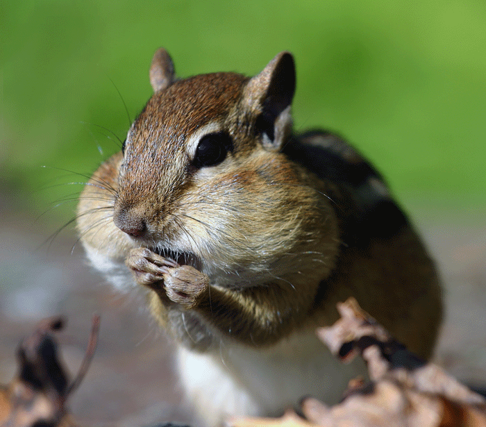 Abandoned chipmunk – Humane Wildlife Control Society