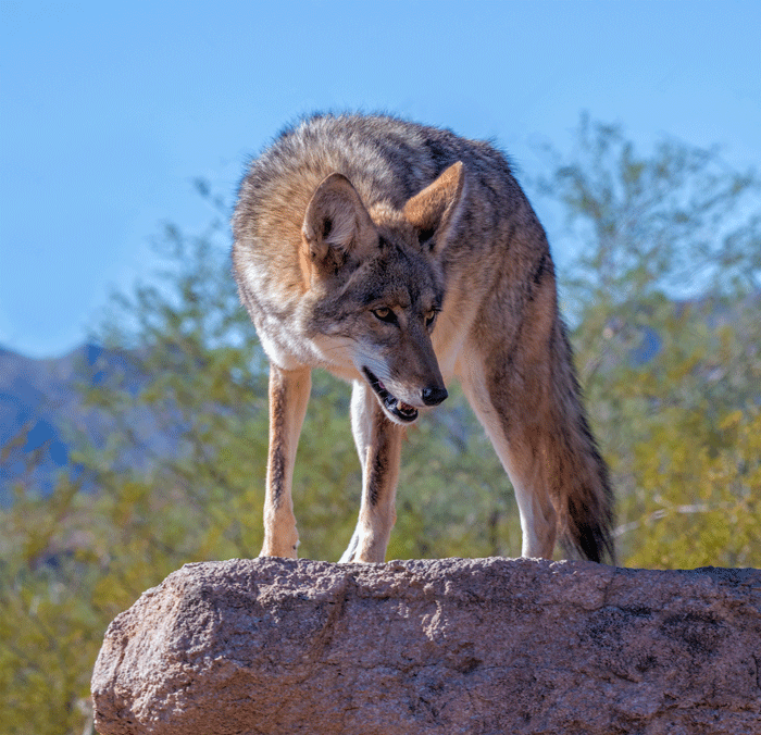 Trap Coyotes – Humane Wildlife Control Society