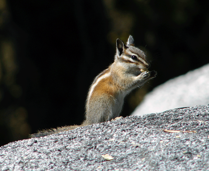 Get rid of chipmunks – Humane Wildlife Control Society