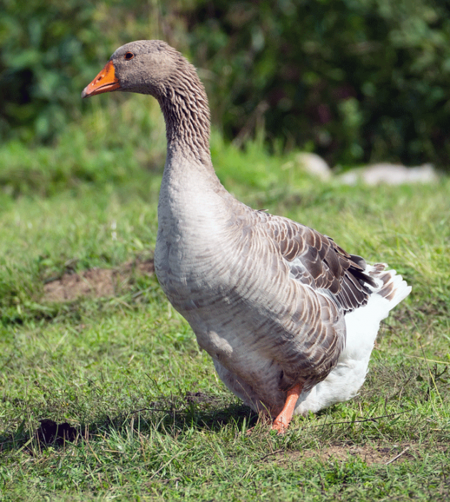 Geese – Humane Wildlife Control Society