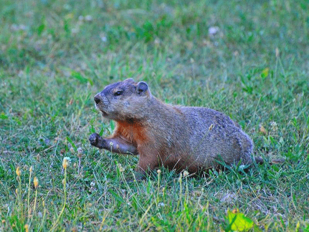 Groundhogs and Woodchucks | Humane Wildlife Control Society