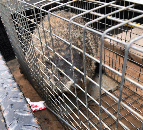Get rid of Groundhogs | Humane Wildlife Control Society
