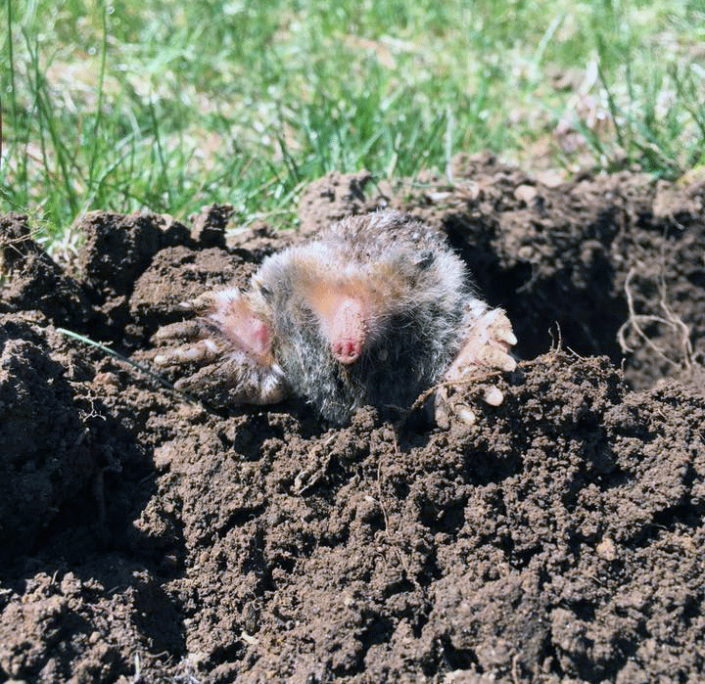 Moles – Humane Wildlife Control Society