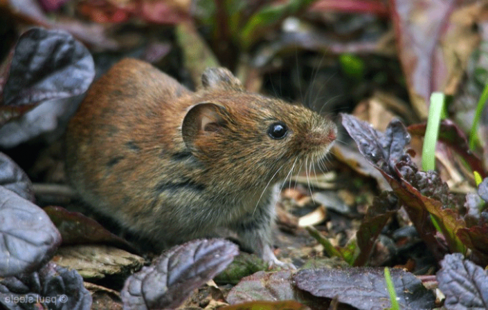 Get rid of mice | Humane Wildlife Control Society