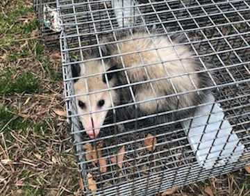 Opossums – Humane Wildlife Control Society