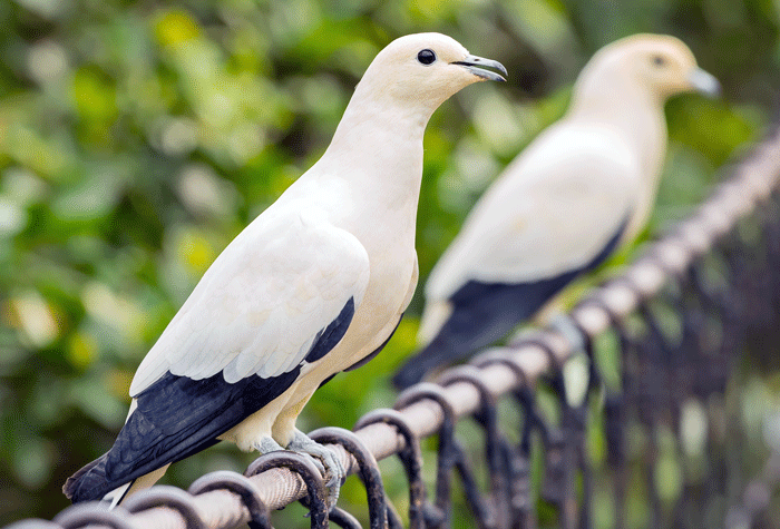 get rid of pigeons – Humane Wildlife Control Society