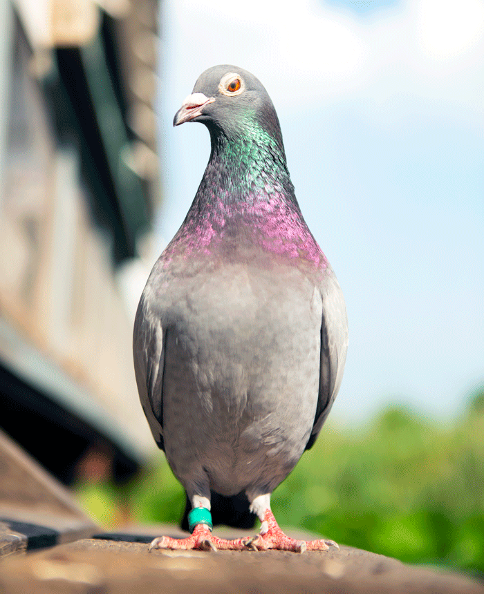 get rid of pigeons | Humane Wildlife Control Society