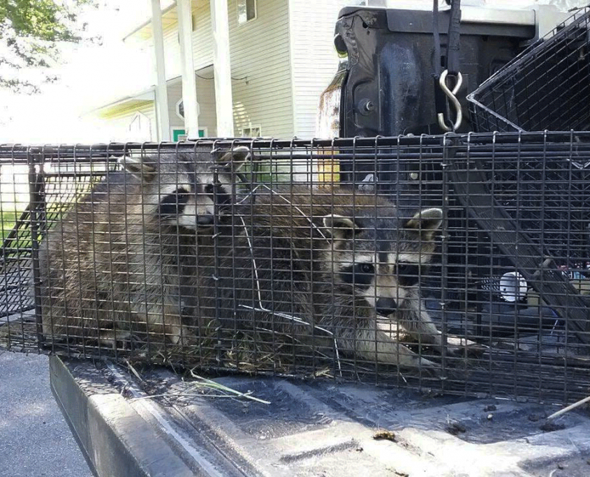Raccoons – Humane Wildlife Control Society