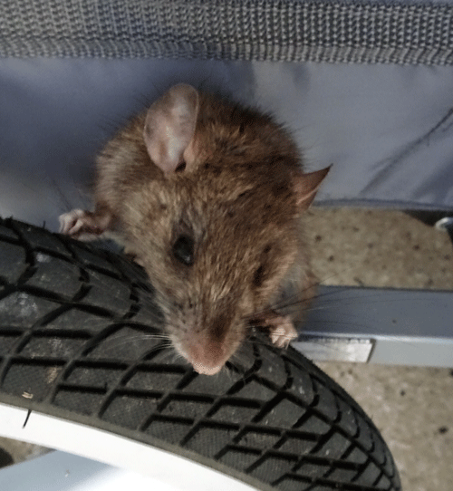 Abandoned Rat – Humane Wildlife Control Society