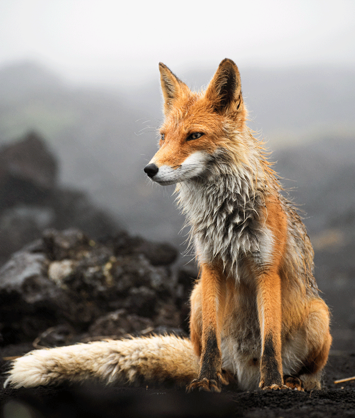 keep fox out of garbage – Humane Wildlife Control Society
