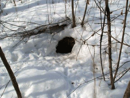 get rid of skunk den – Humane Wildlife Control Society