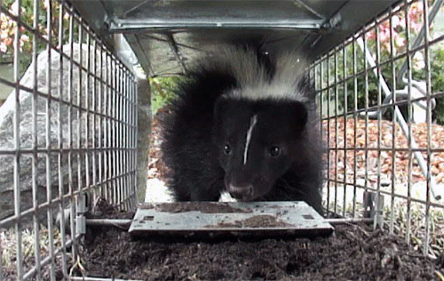 Get rid of skunks – Humane Wildlife Control Society