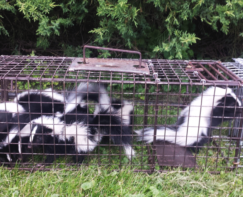 Skunks – Humane Wildlife Control Society