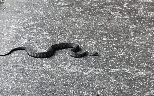 keep snakes away – Humane Wildlife Control Society