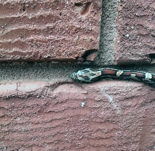 keep snakes away – Humane Wildlife Control Society