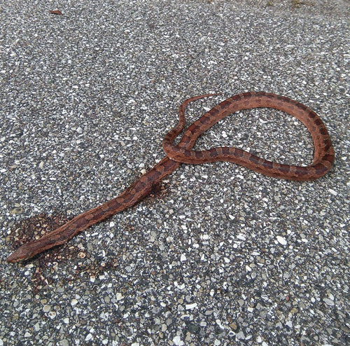 Snake Skin – Humane Wildlife Control Society