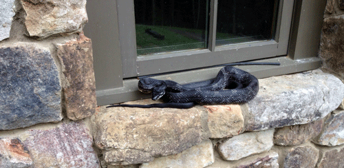 keep snakes away – Humane Wildlife Control Society