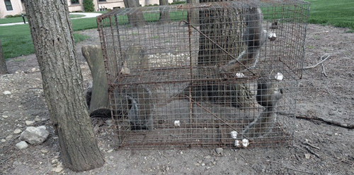 Get rid of Squirrels – Humane Wildlife Control Society