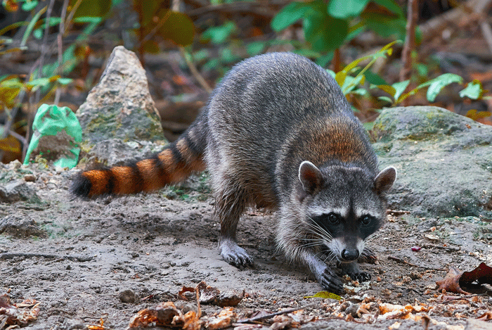 Raccoon acting strange – Humane Wildlife Control Society