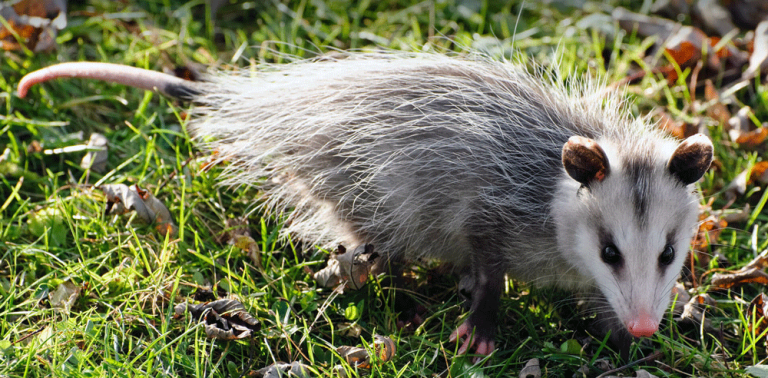 Opossum acting strange | Humane Wildlife Control Society