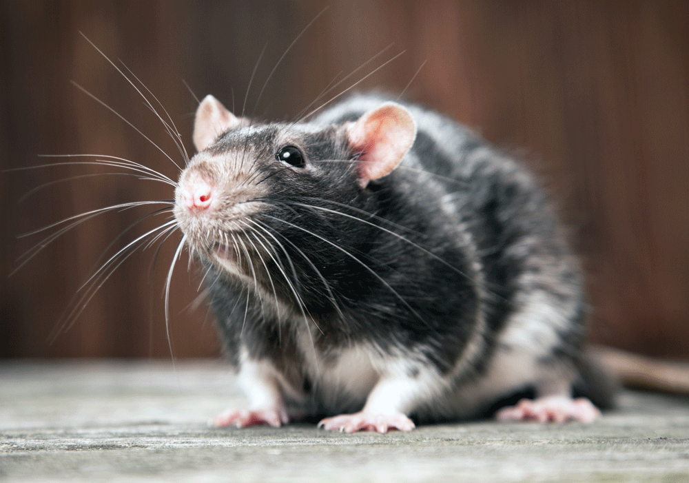 Repair rat damage – Humane Wildlife Control Society