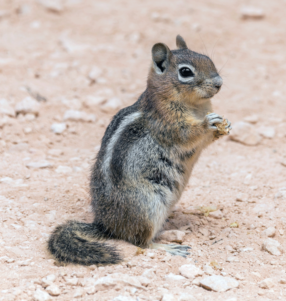 Abandoned chipmunk – Humane Wildlife Control Society