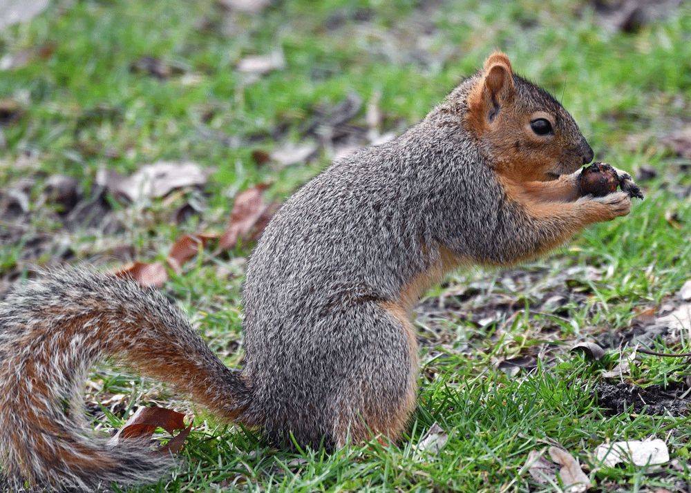 Squirrels | Humane Wildlife Control Society