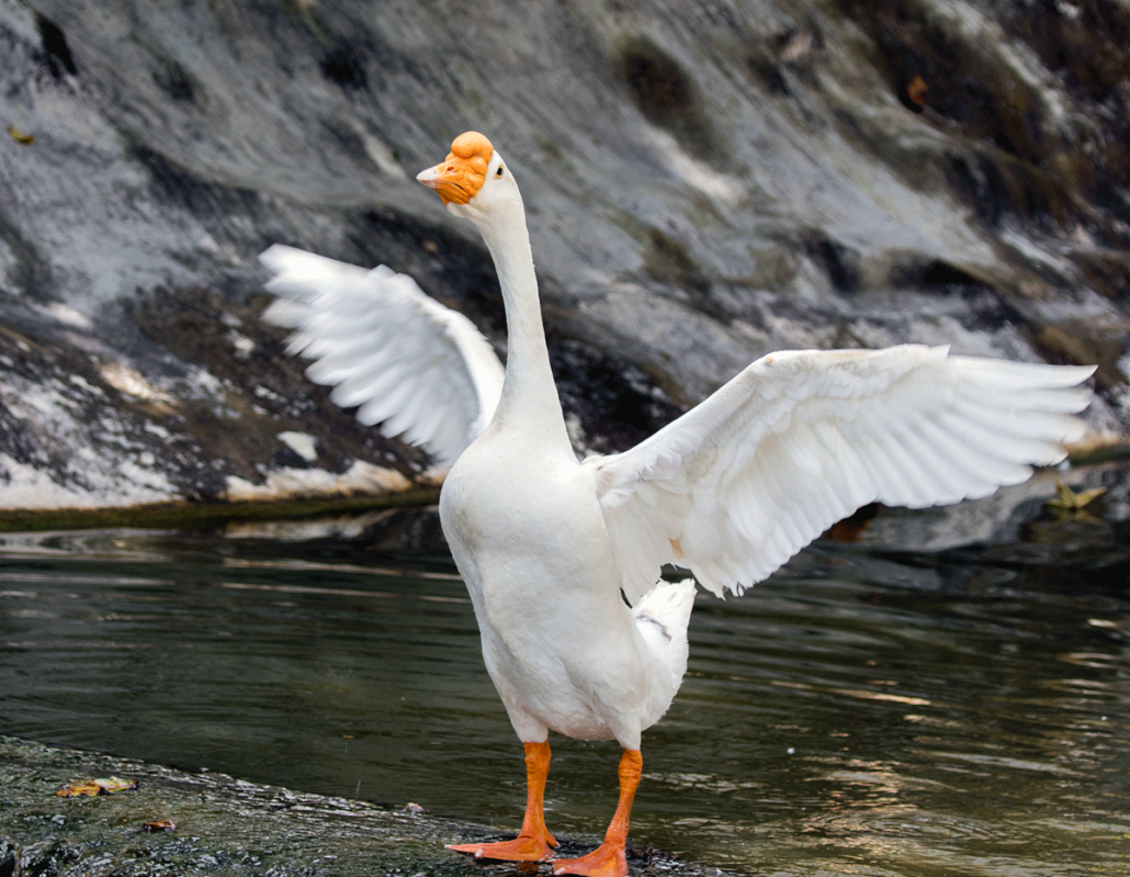 Geese acting strange – Humane Wildlife Control Society