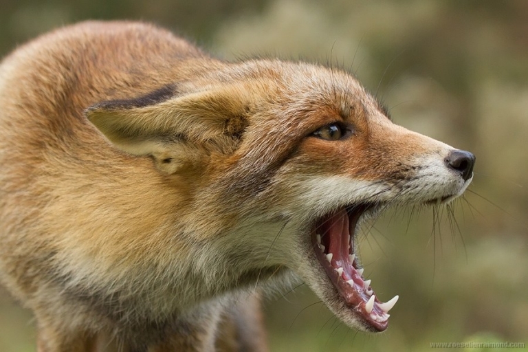Fox acting strange | Humane Wildlife Control Society