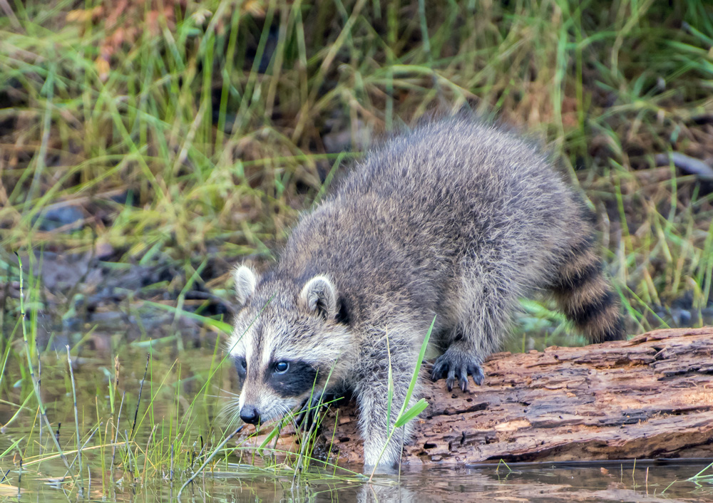 Repair raccoon damage – Humane Wildlife Control Society