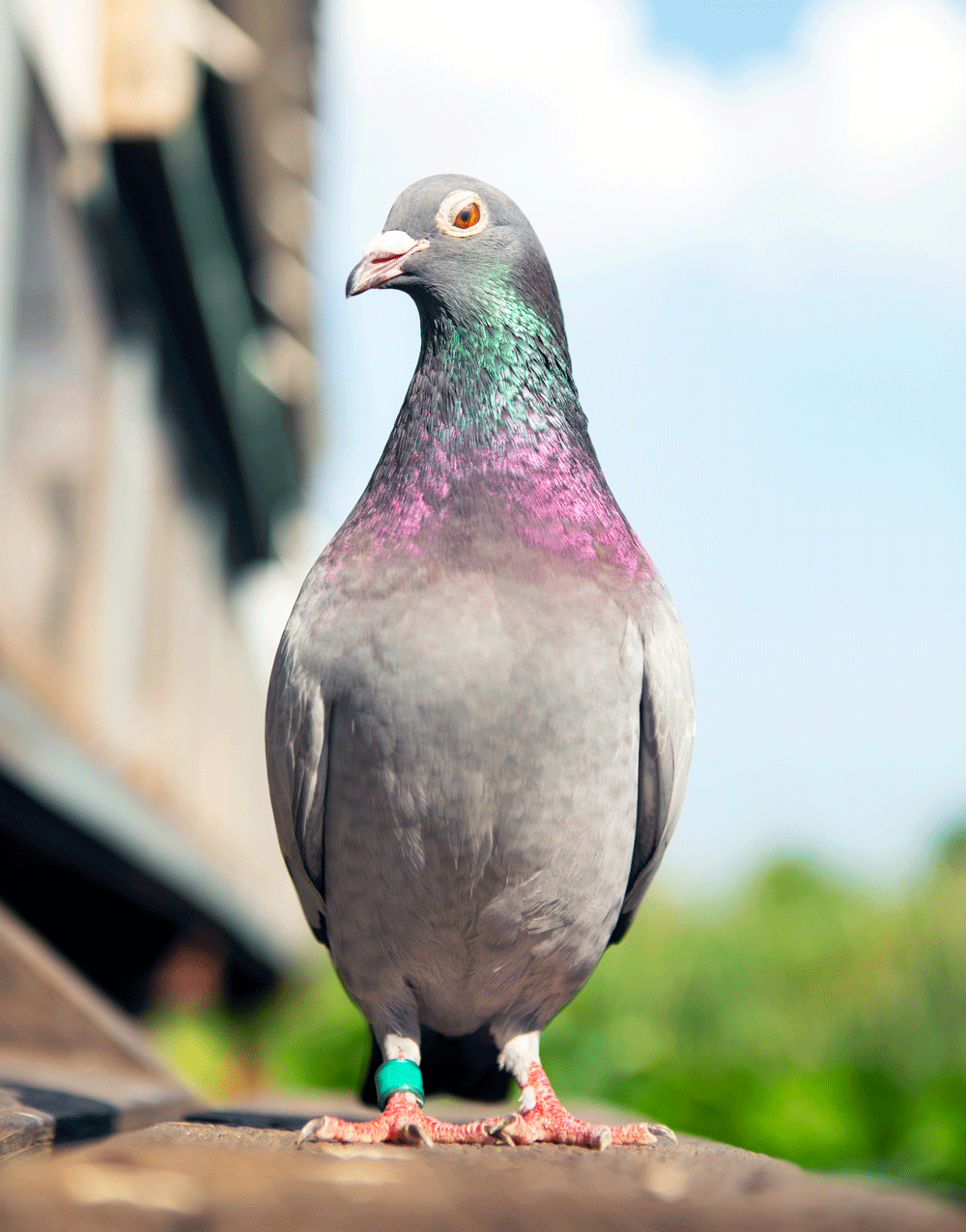 Abandoned pigeon – Humane Wildlife Control Society