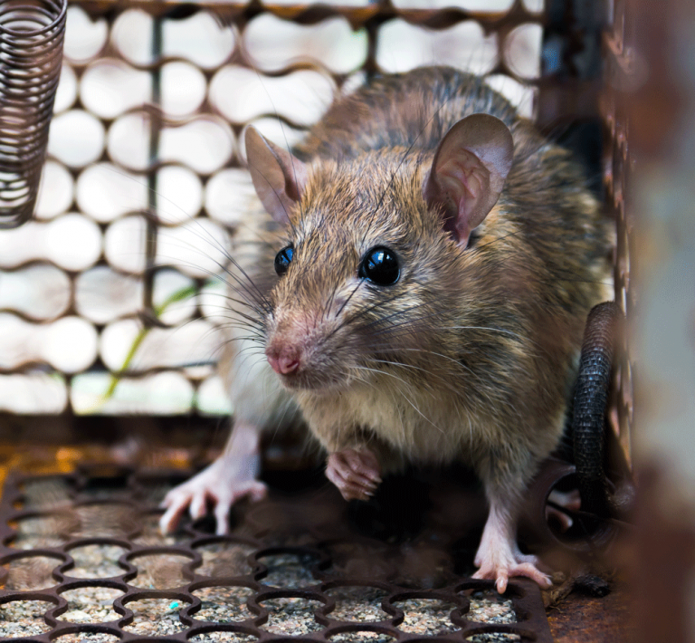 Rat acting strange – Humane Wildlife Control Society