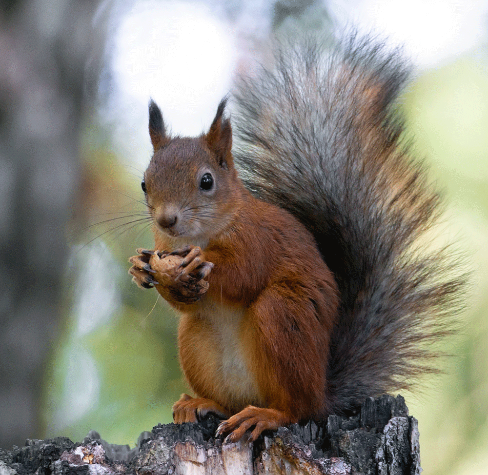 Squirrels – Humane Wildlife Control Society