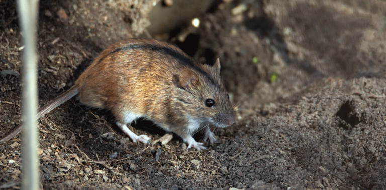 Repair Mice Damage – Humane Wildlife Control Society