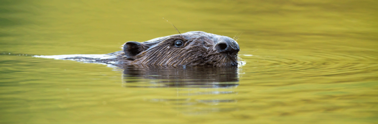 Beaver acting strange – Humane Wildlife Control Society