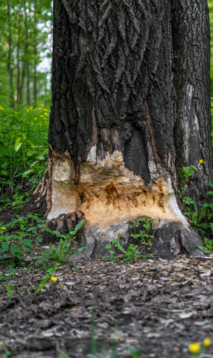 Get rid of beavers | Humane Wildlife Control Society