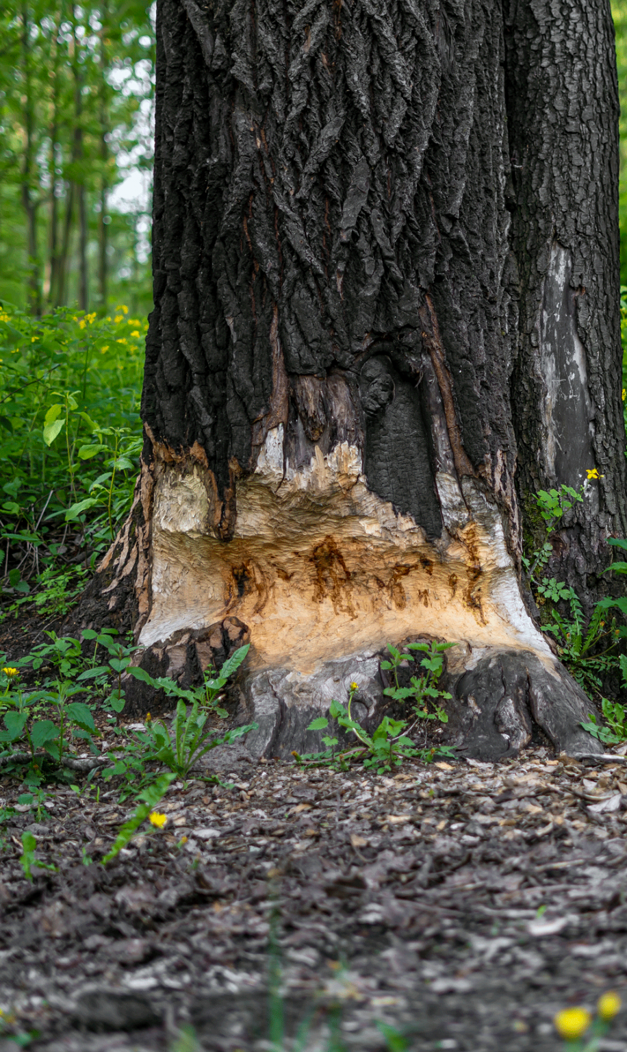 Get rid of beavers – Humane Wildlife Control Society